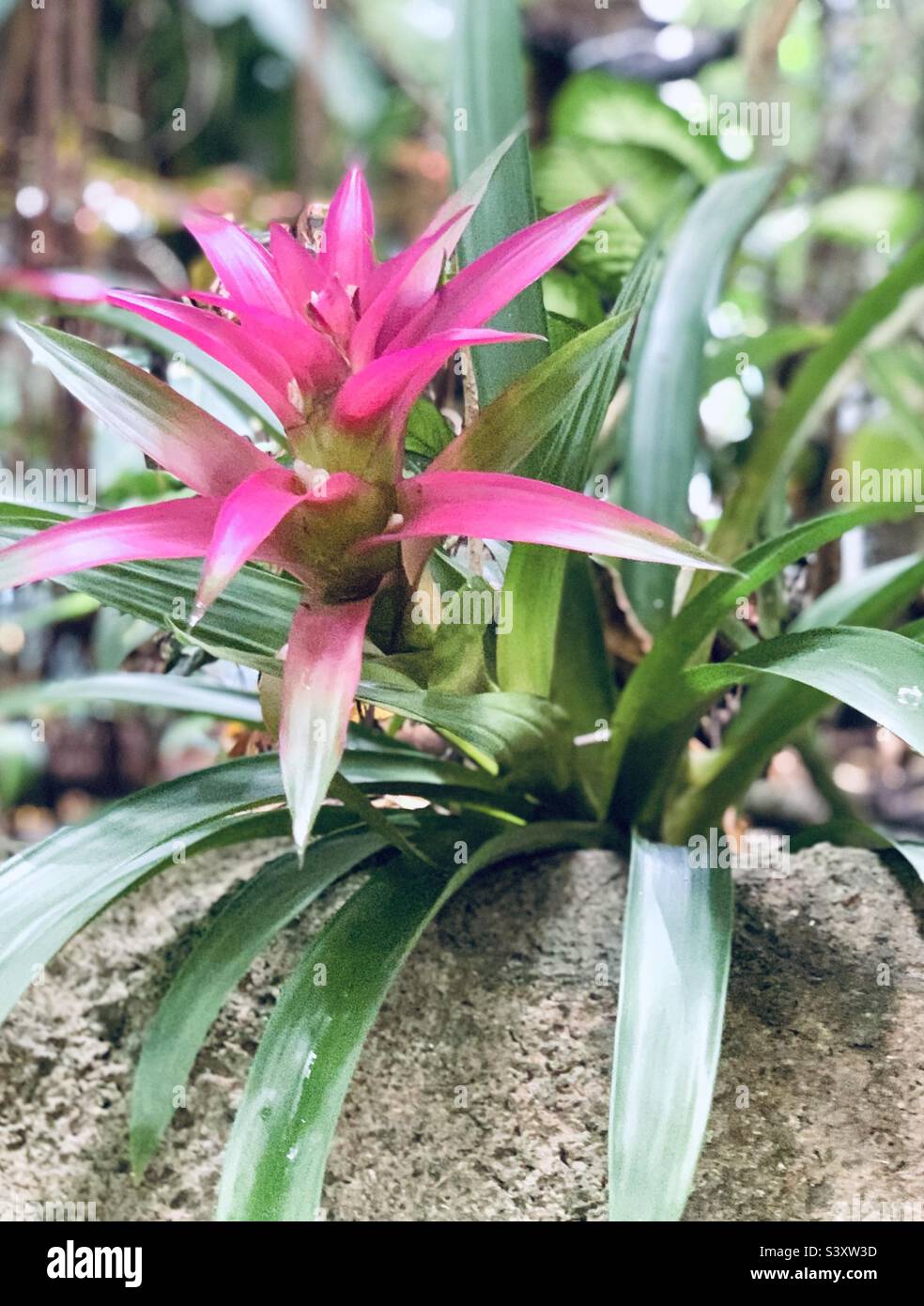 Bromeliad Pups