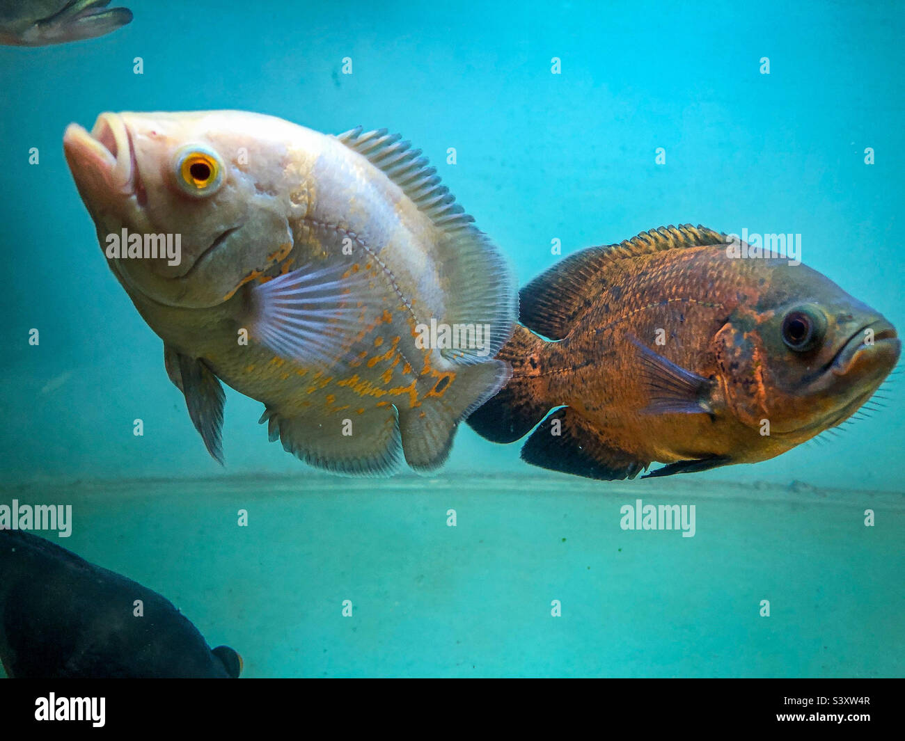 Albino fish hi-res stock photography and images - Alamy
