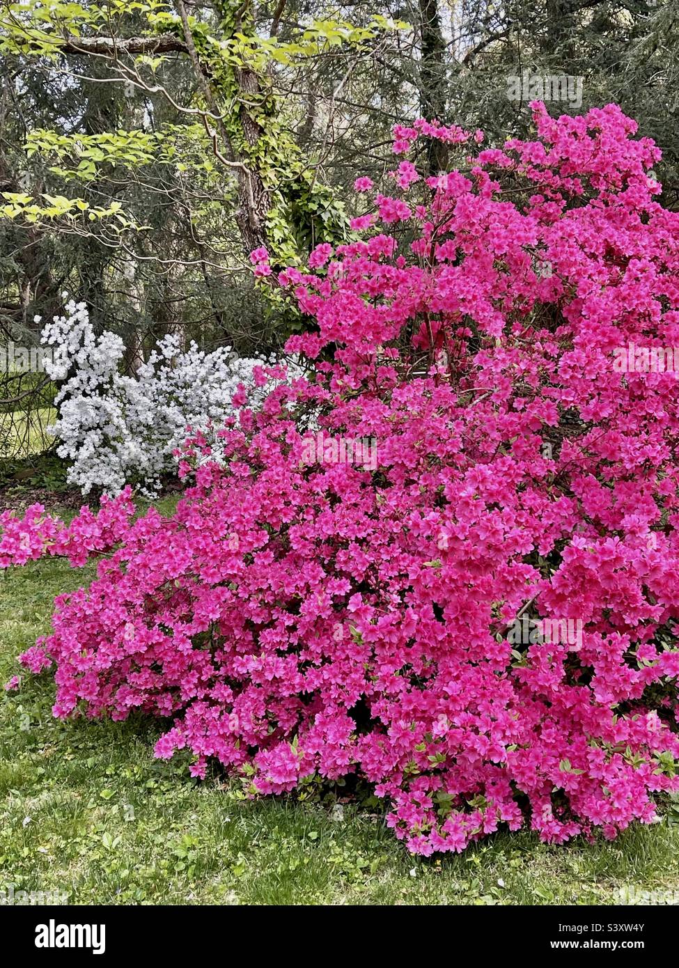 Pink azaleas hi-res stock photography and images - Alamy