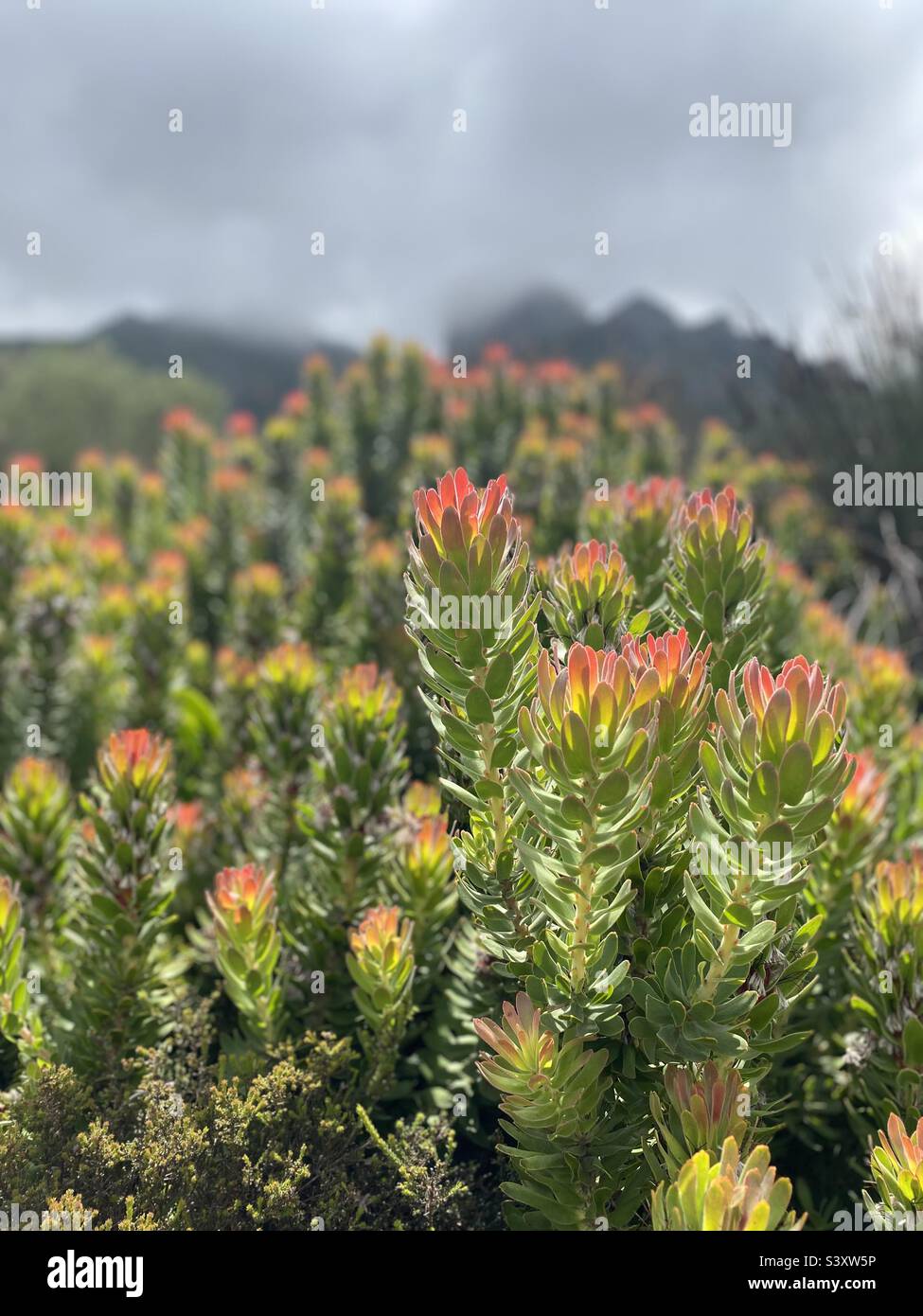 Flame tip hi-res stock photography and images - Alamy