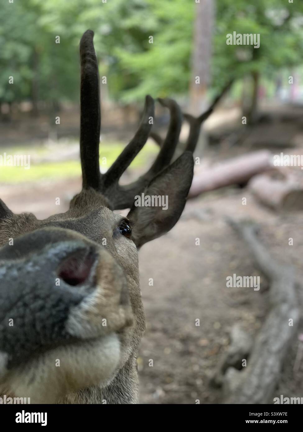 Big nose deer hi-res stock photography and images - Alamy