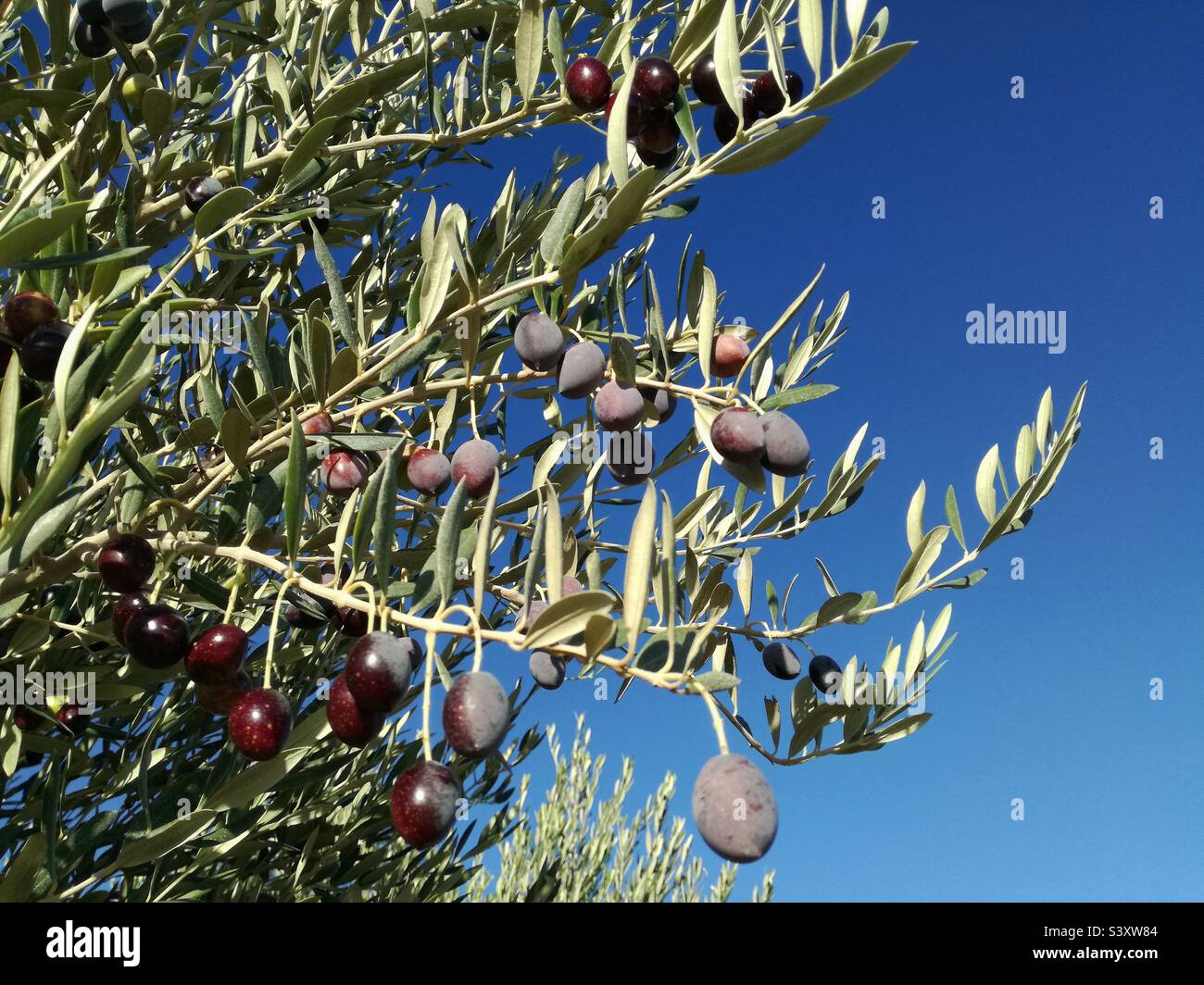 Olives tree hi-res stock photography and images - Alamy