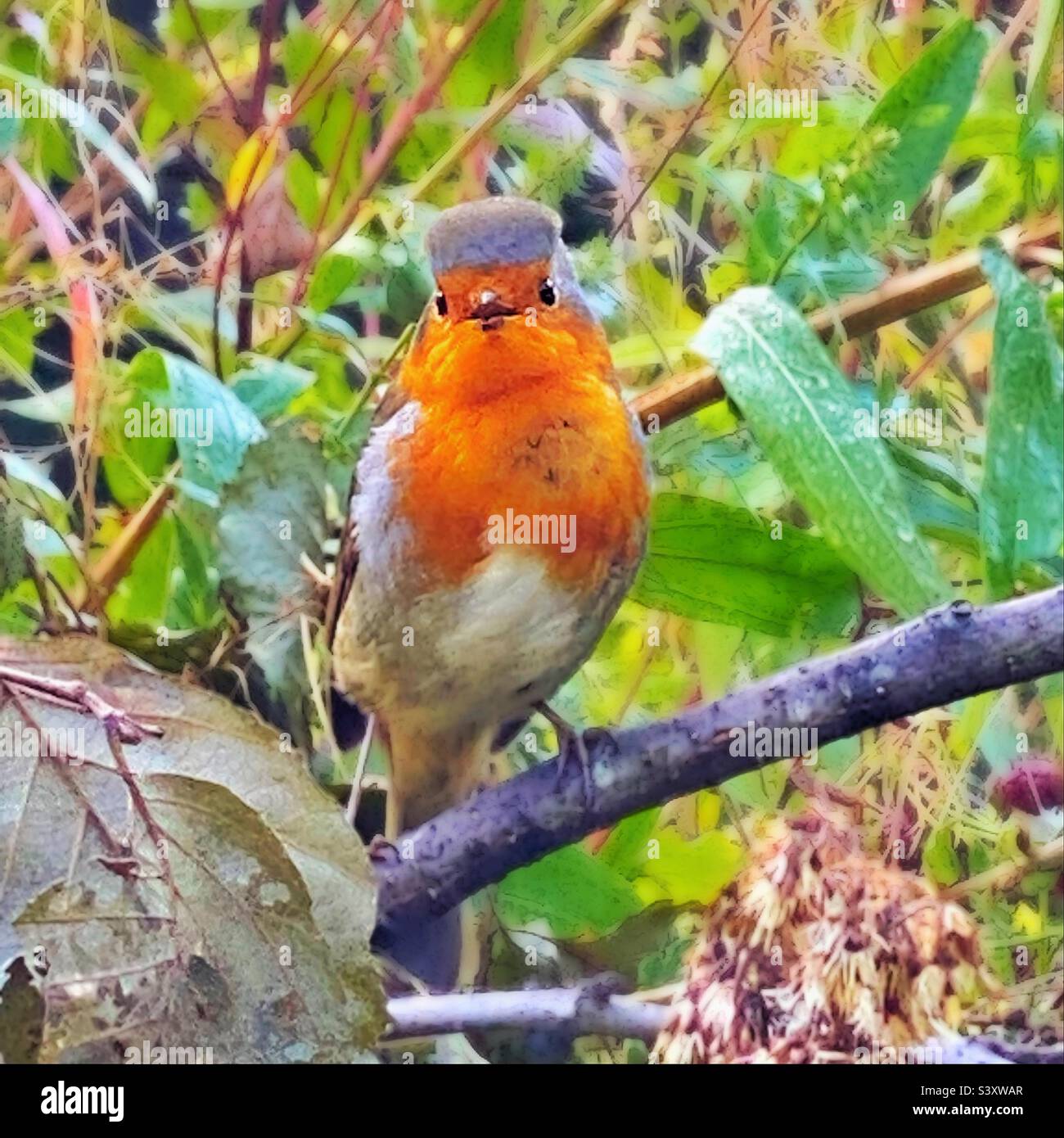 Robin eyes hi-res stock photography and images - Alamy