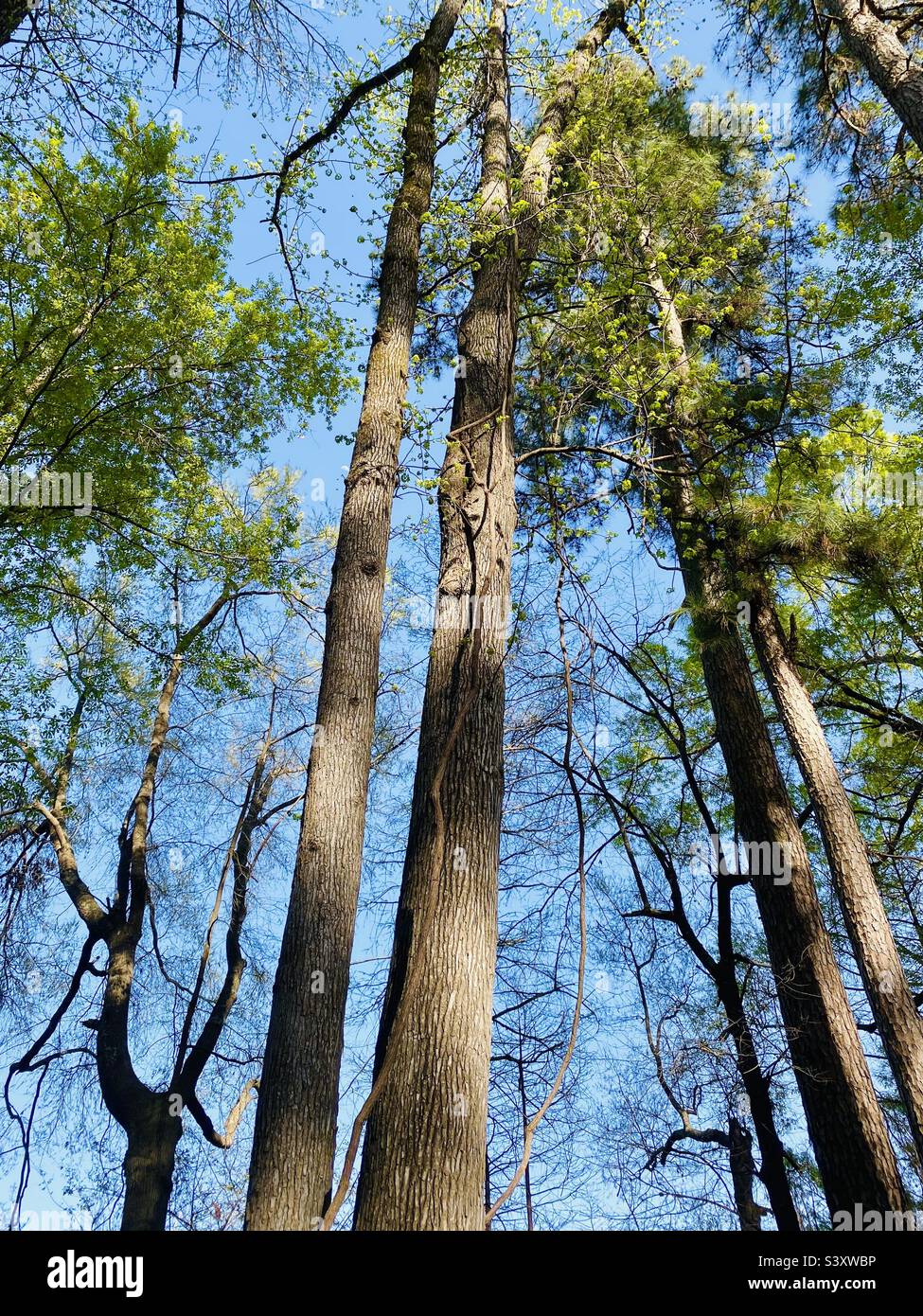 Piney tree hi-res stock photography and images - Alamy