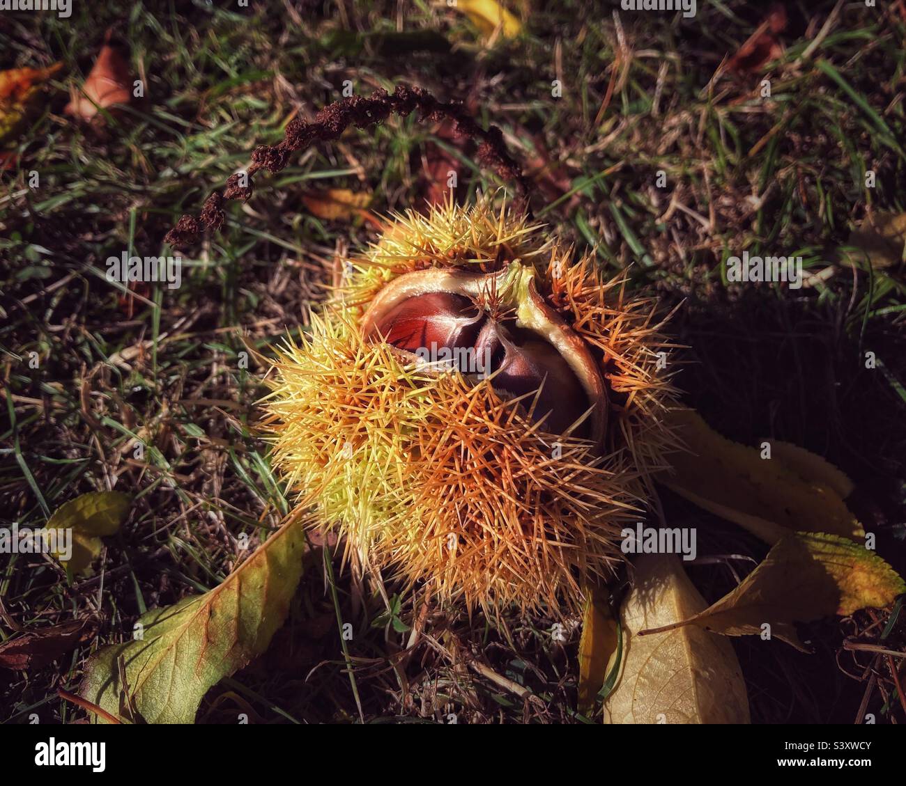 Prickly nuts hi-res stock photography and images - Alamy