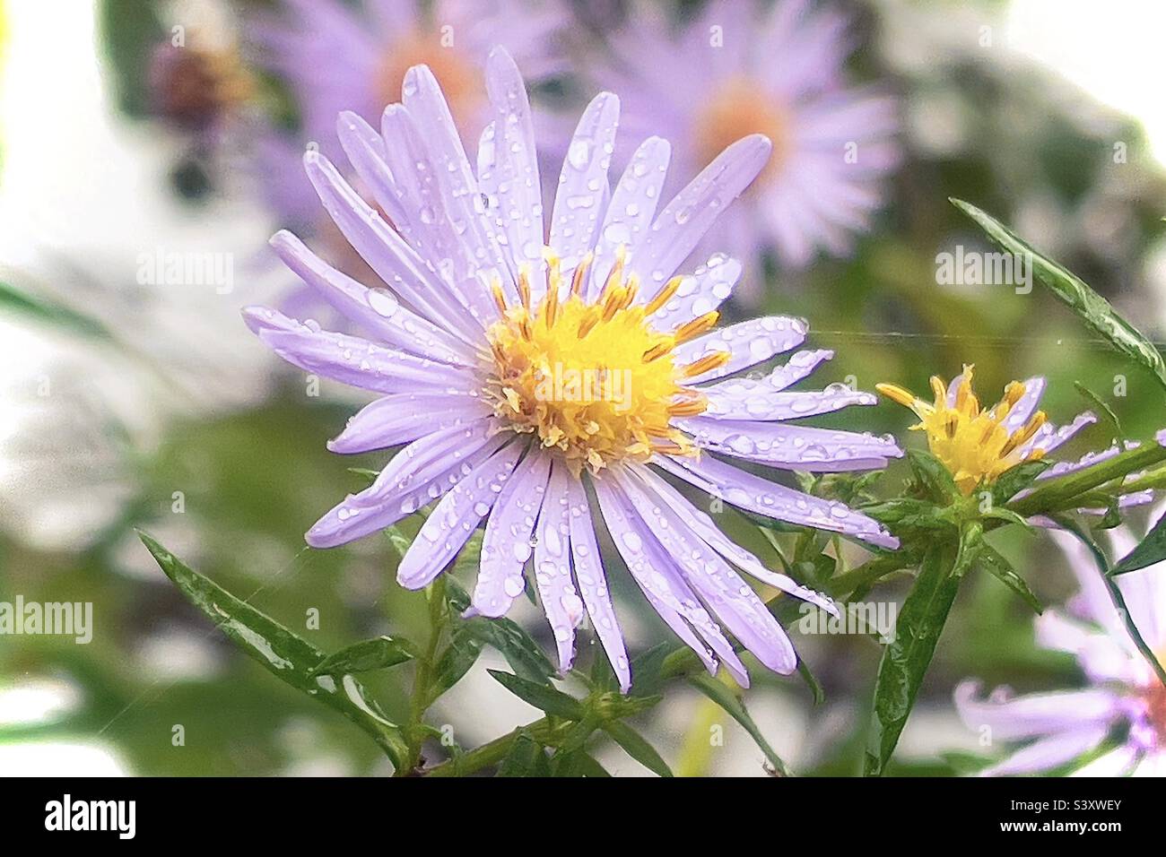 Purple flower with dew hi-res stock photography and images - Alamy