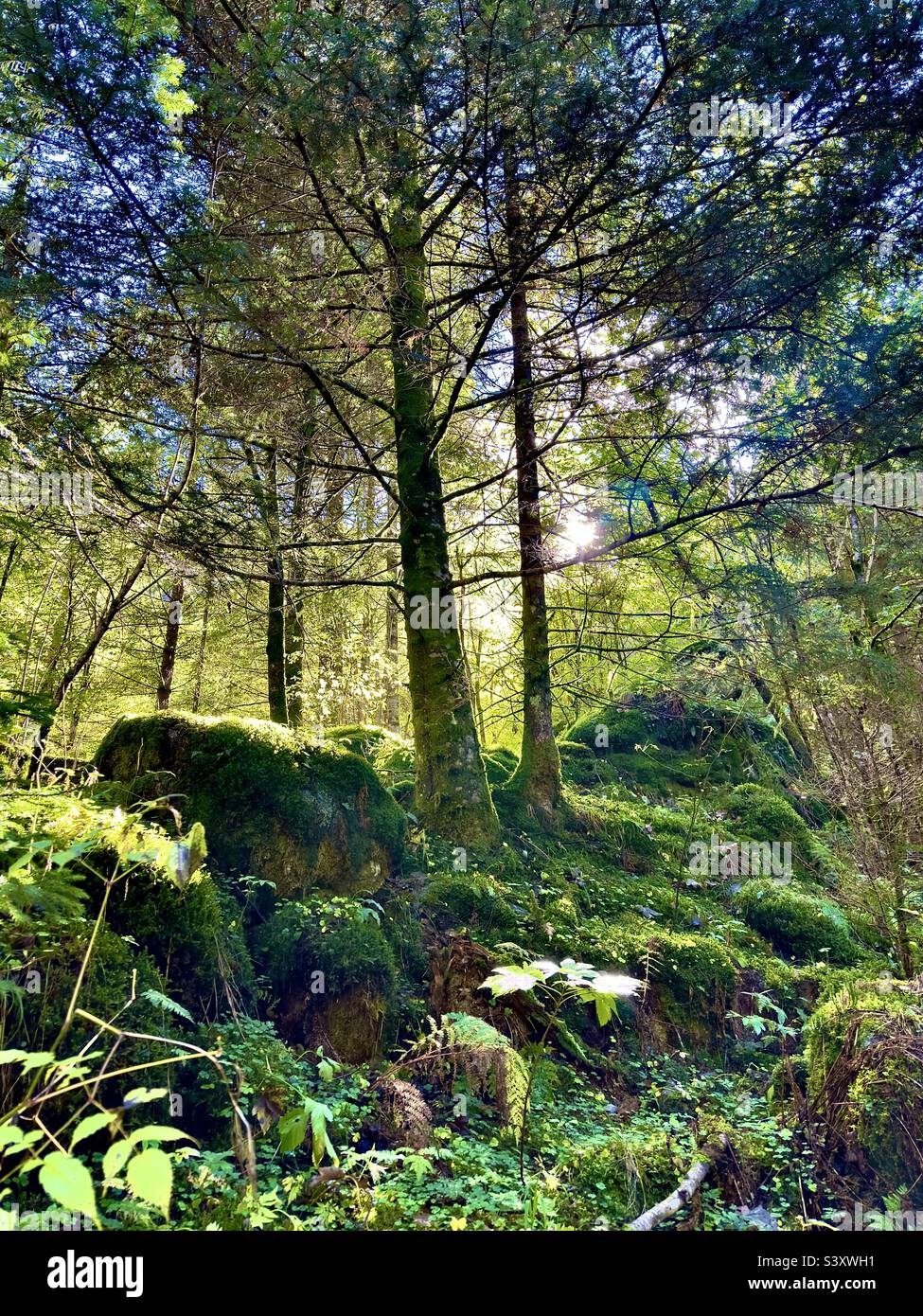 Woods landscapes hi-res stock photography and images - Alamy
