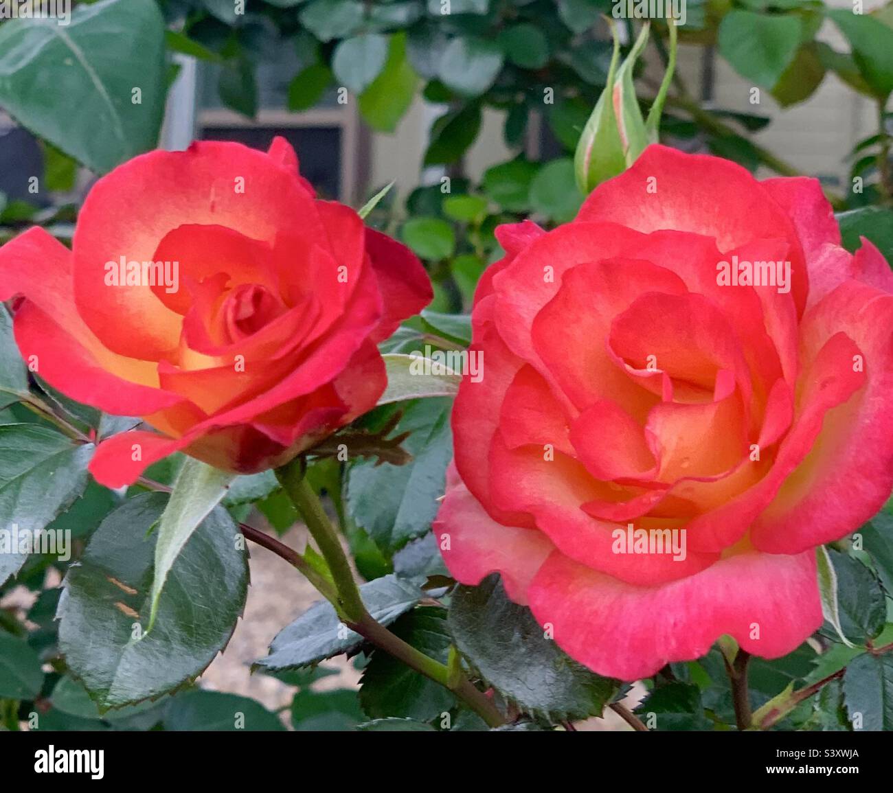 Variegated roses hi-res stock photography and images - Alamy