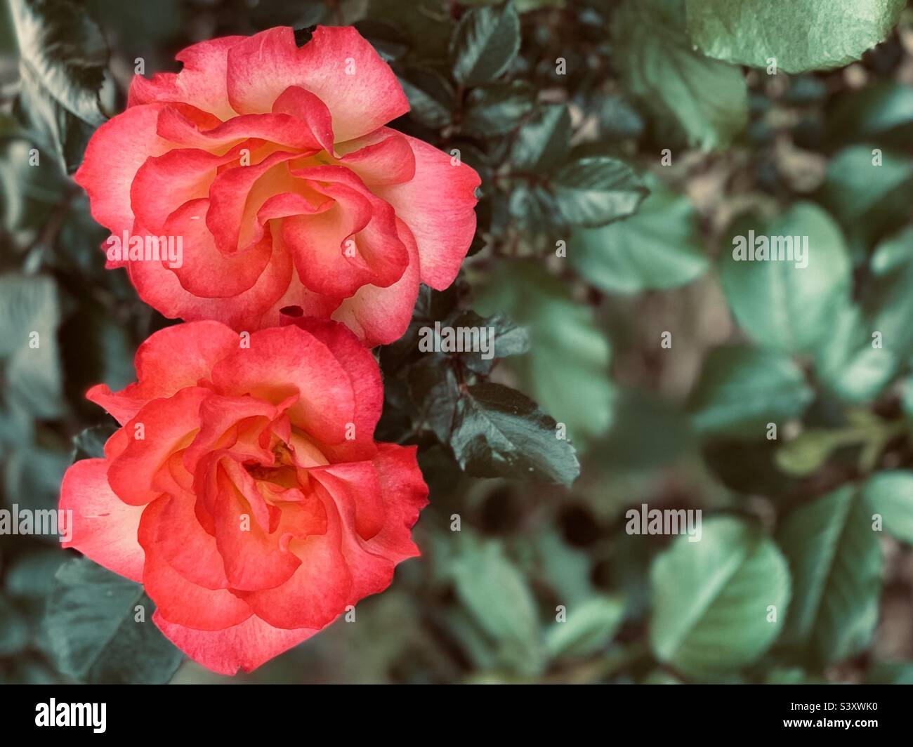 Variegated roses hi-res stock photography and images - Alamy