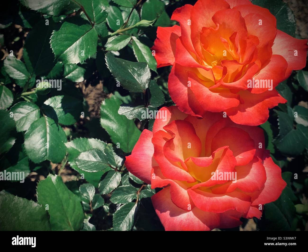 Bright yellow roses hi-res stock photography and images - Alamy
