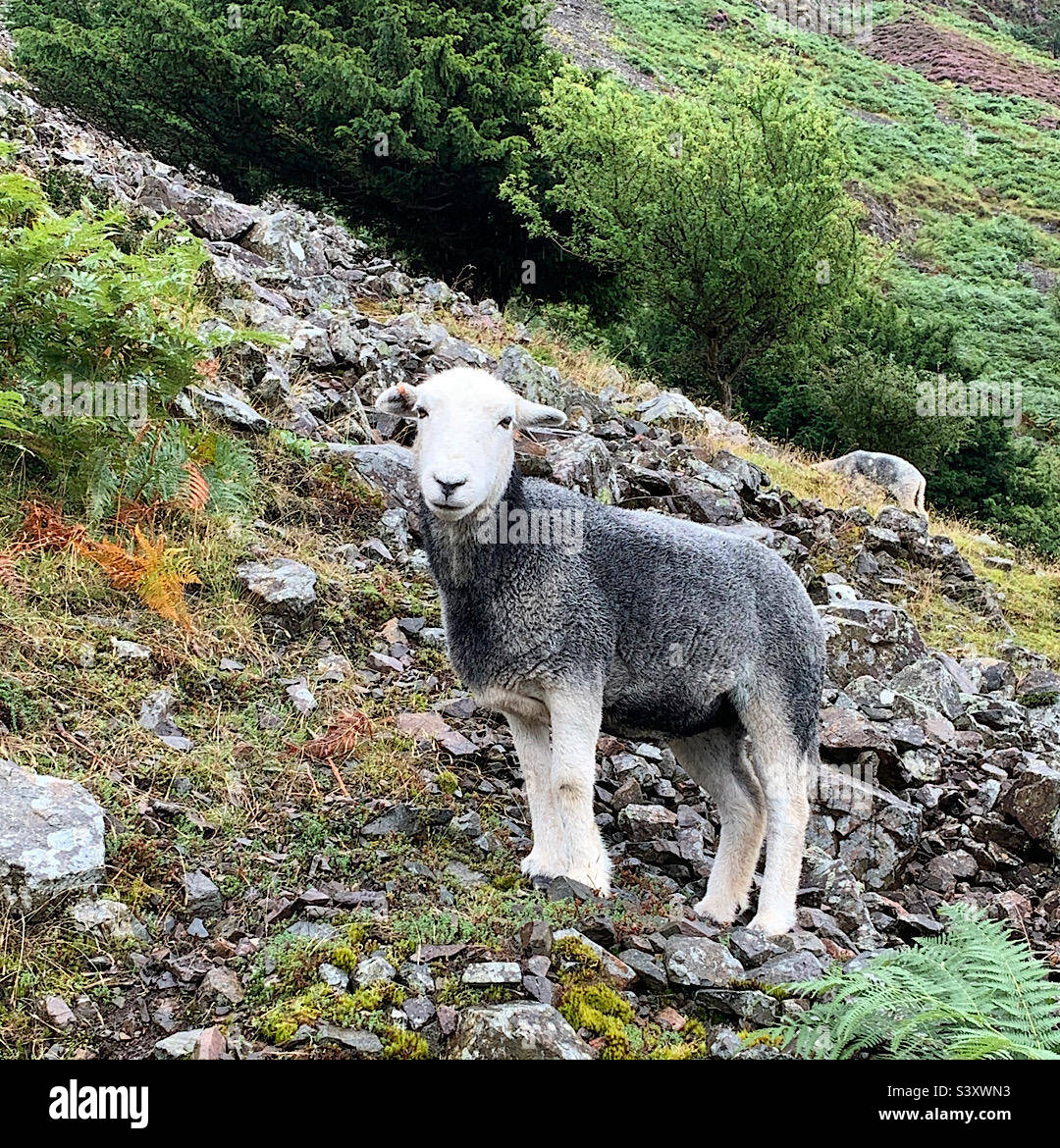 Herd wick hi-res stock photography and images - Alamy