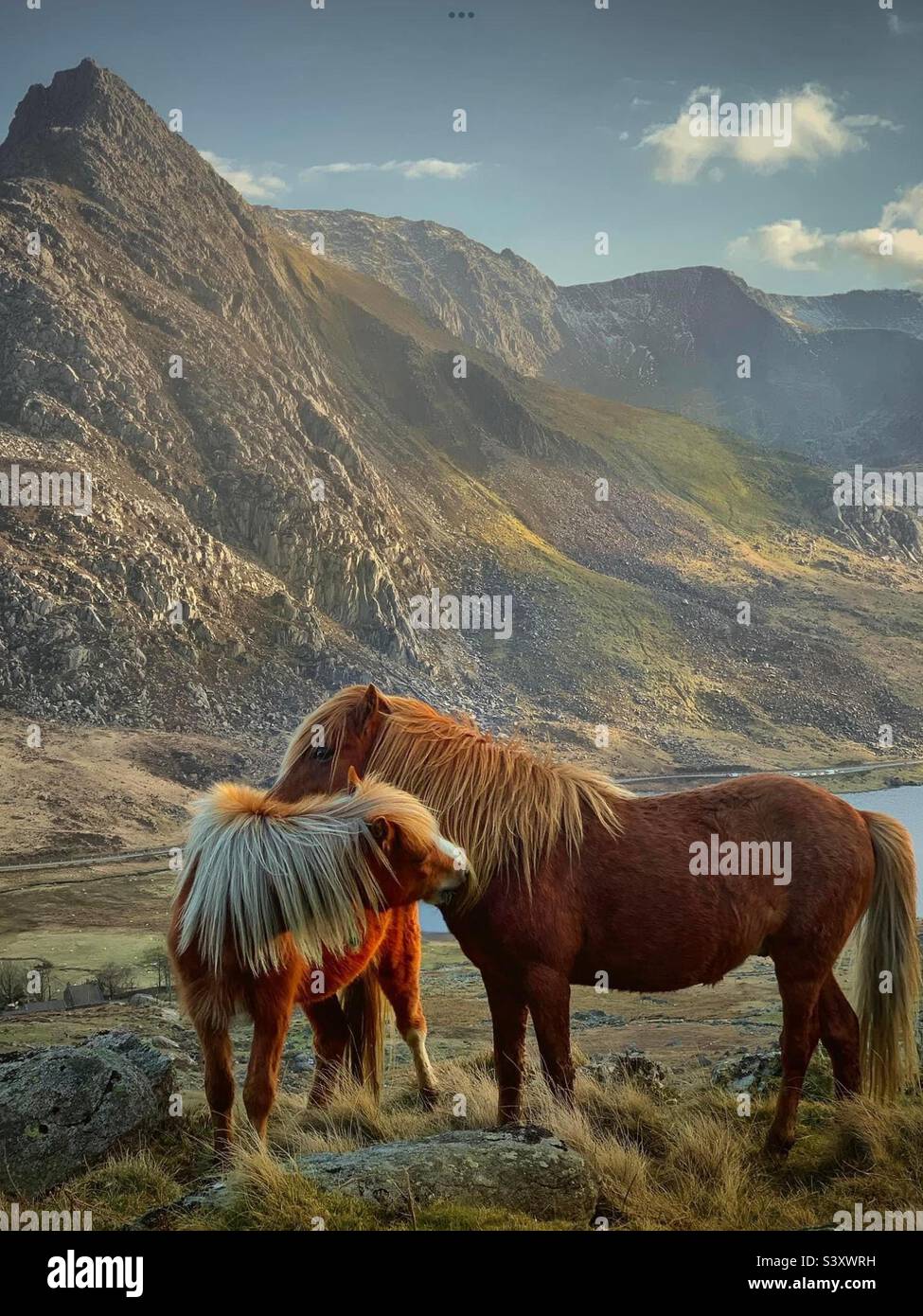Carneddau pony’s with Tryfan behind Stock Photo - Alamy