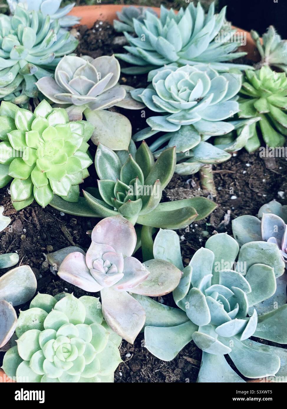 Succulents plant hi-res stock photography and images - Alamy