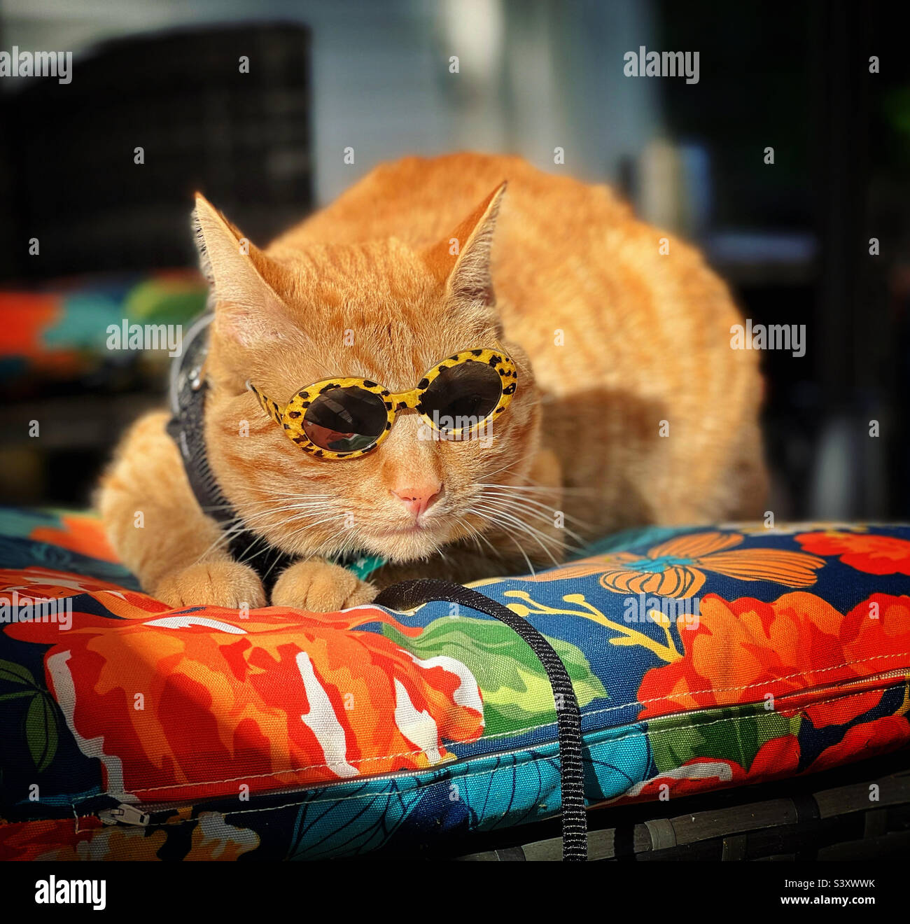 Cute Animals With Sunglasses