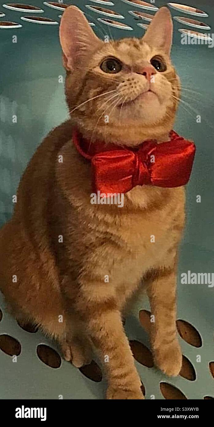 Ready for a formal. Cat with a red bow tie. All set for a night on the ...