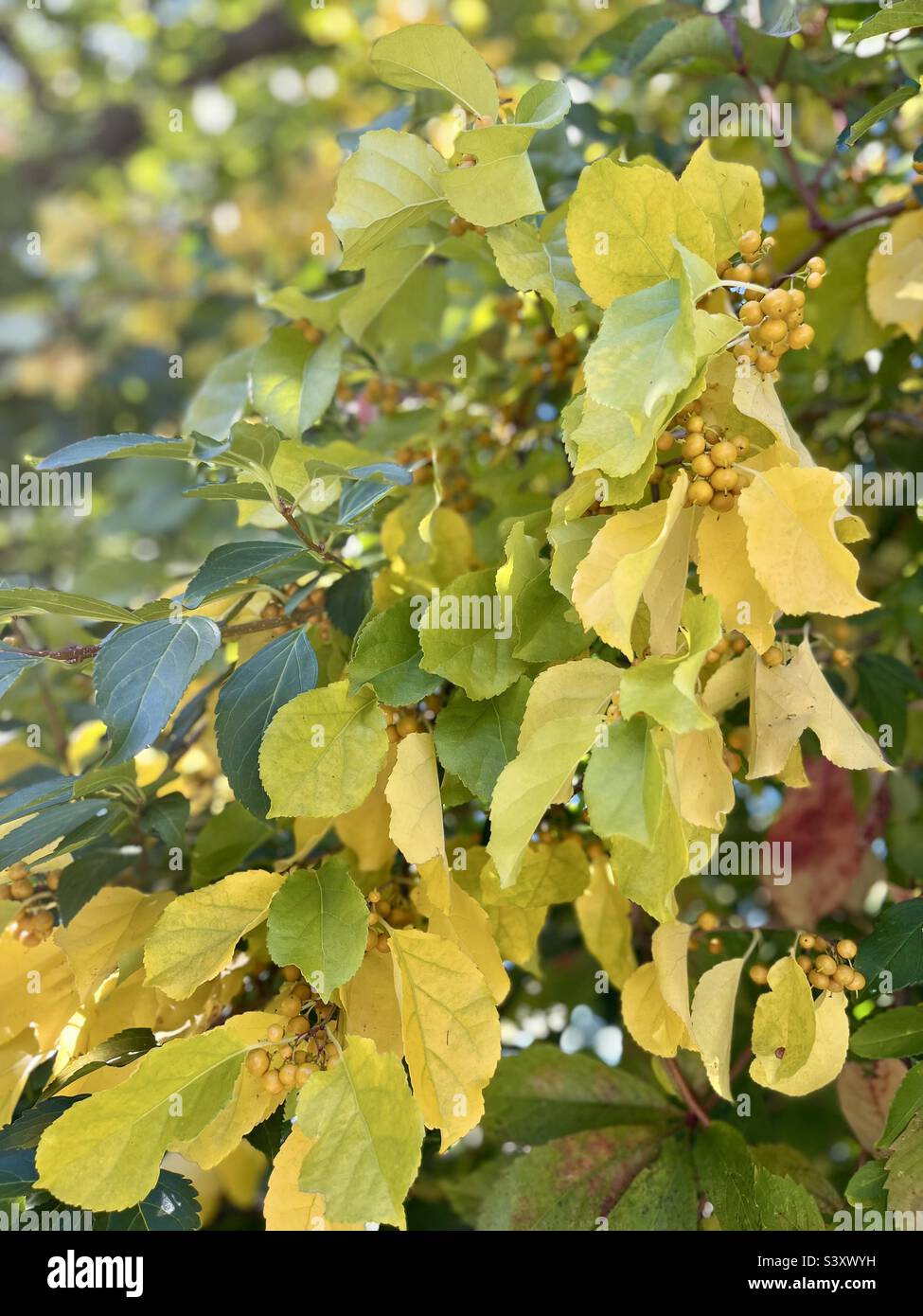 Yellow berry hi-res stock photography and images - Alamy