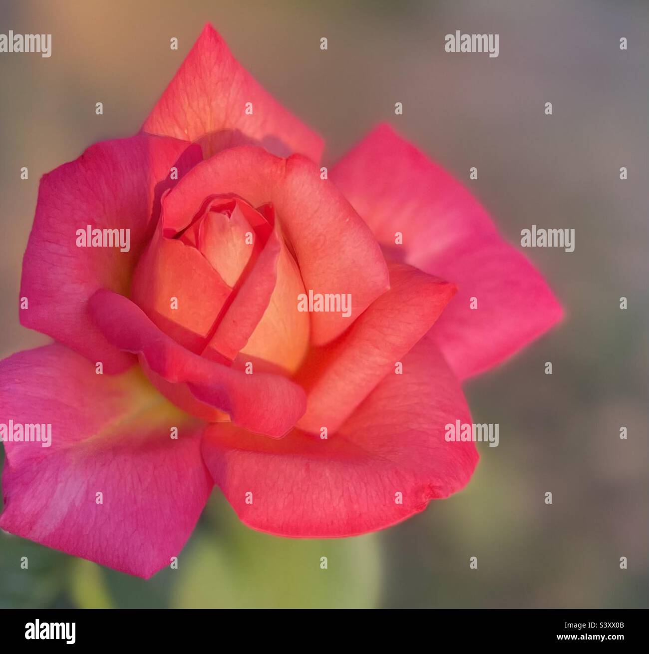 Timeless rose hi-res stock photography and images - Alamy