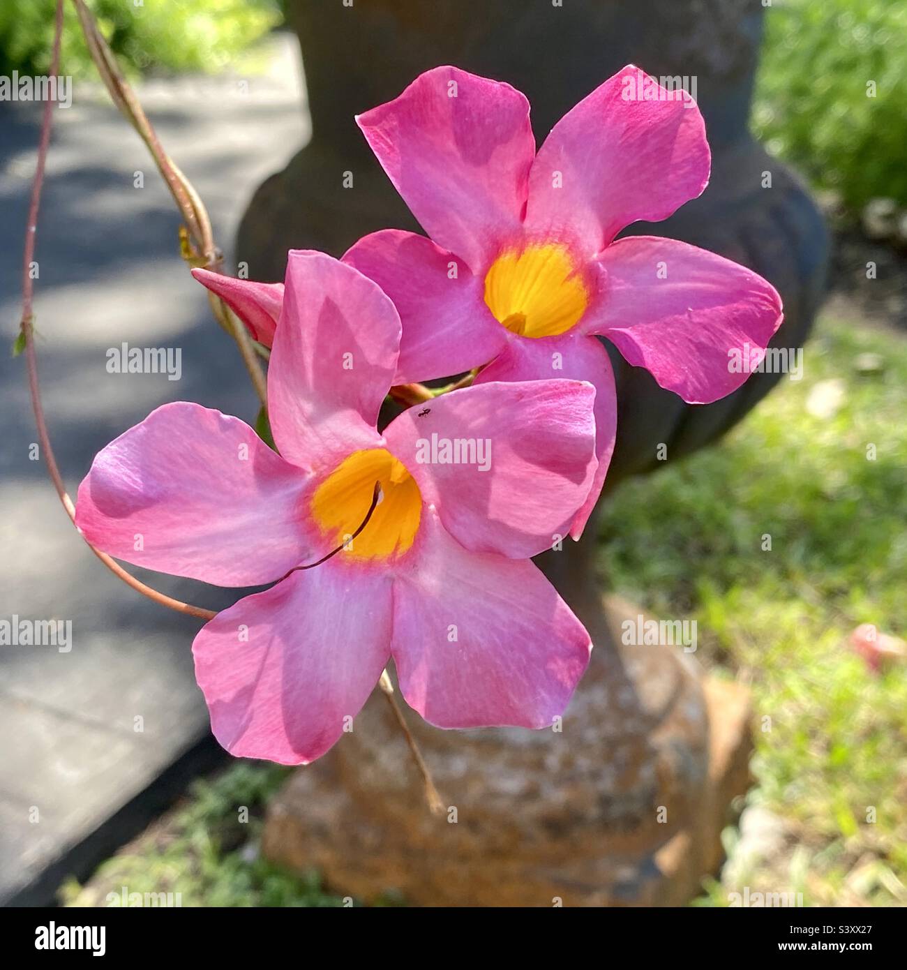 Beautiful diplodemia flowers hi-res stock photography and images - Alamy