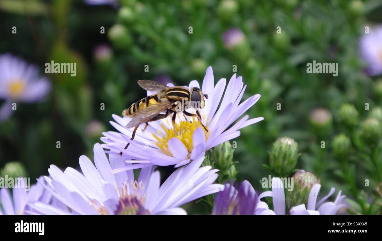 Footballer hover fly hi-res stock photography and images - Alamy