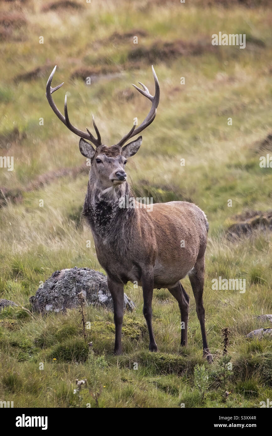 Red deer imperial stag scotland hi-res stock photography and images - Alamy