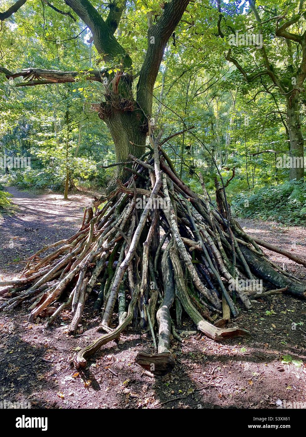 Tree den hi-res stock photography and images - Alamy
