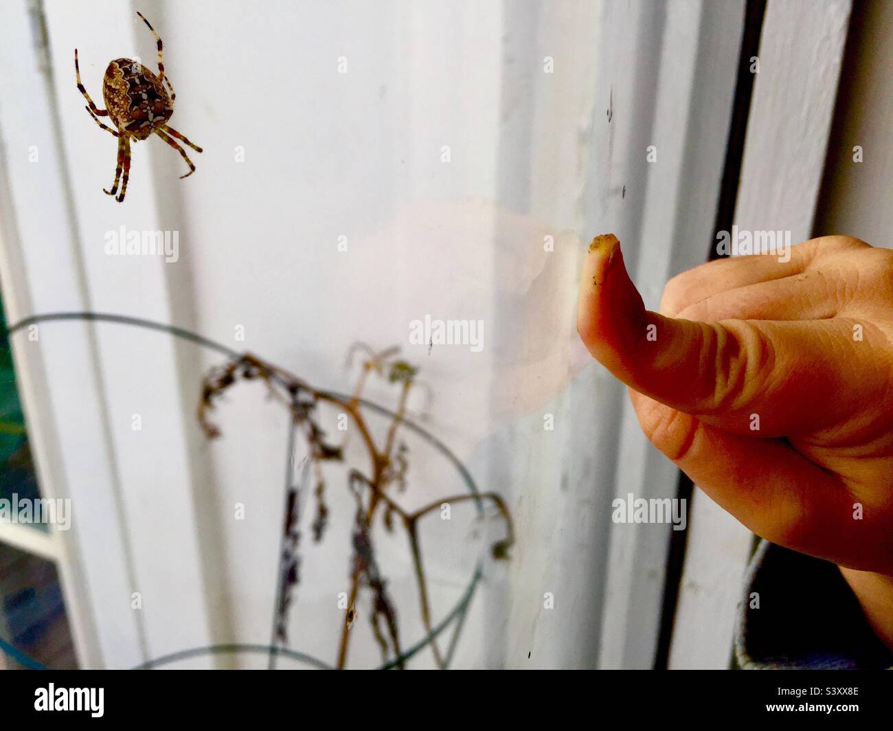 Thats a spider hi-res stock photography and images - Alamy