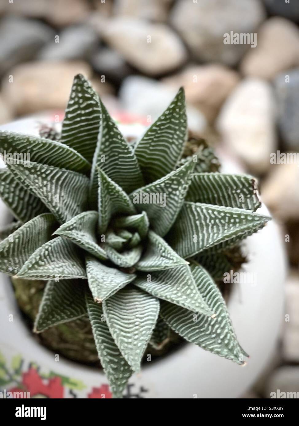 Haworthia limifolia 'Spider White' Fairy Washboard succulent in planter ...
