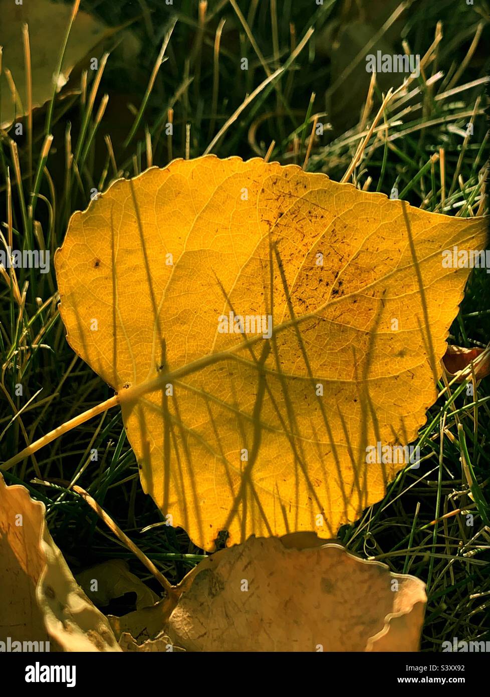 Gold poplar leaf in grass backlit by sunlight Stock Photo - Alamy