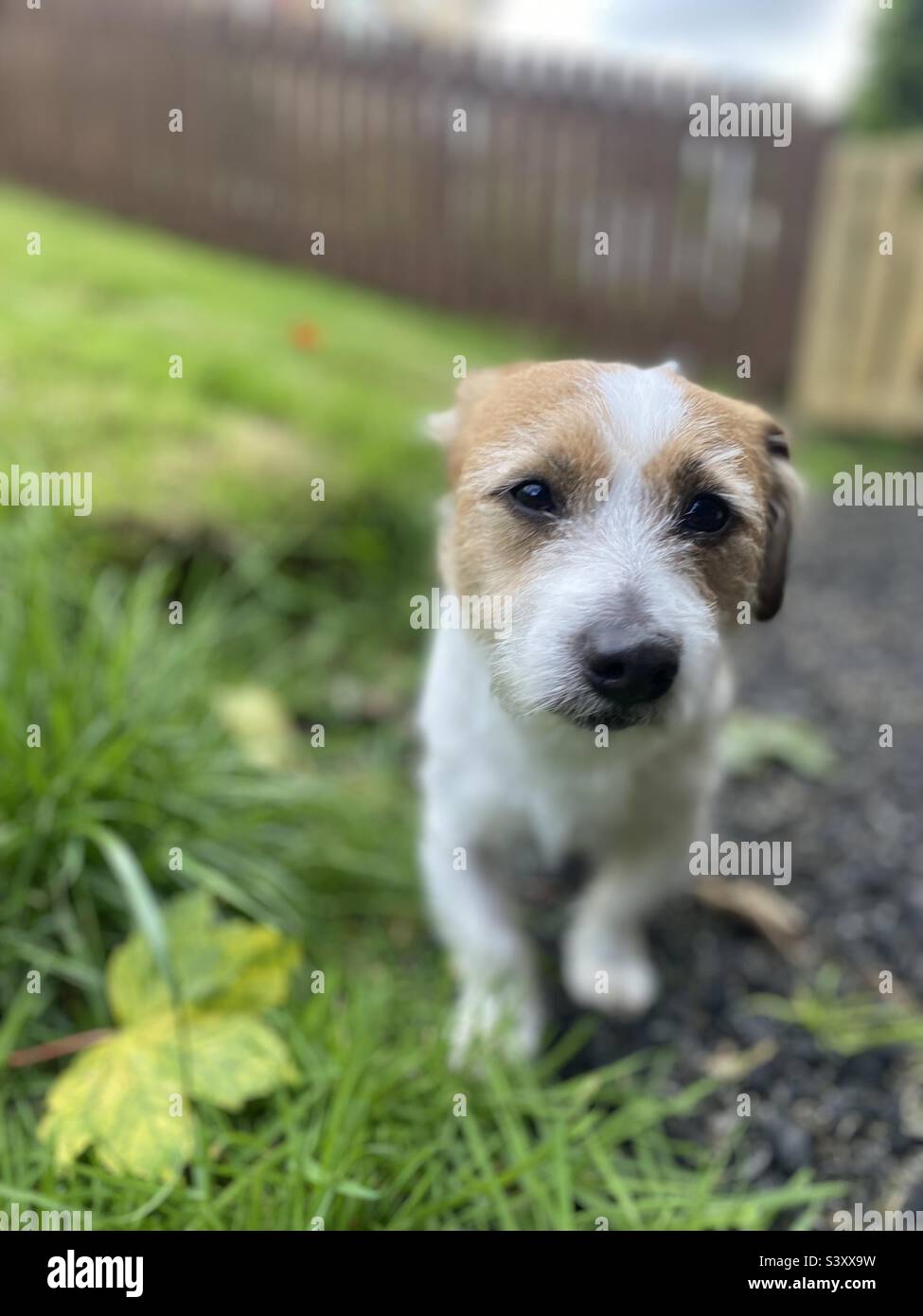 Mutts hi-res stock photography and images - Alamy