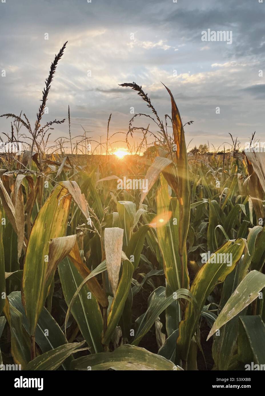 Sun colour hi-res stock photography and images - Alamy