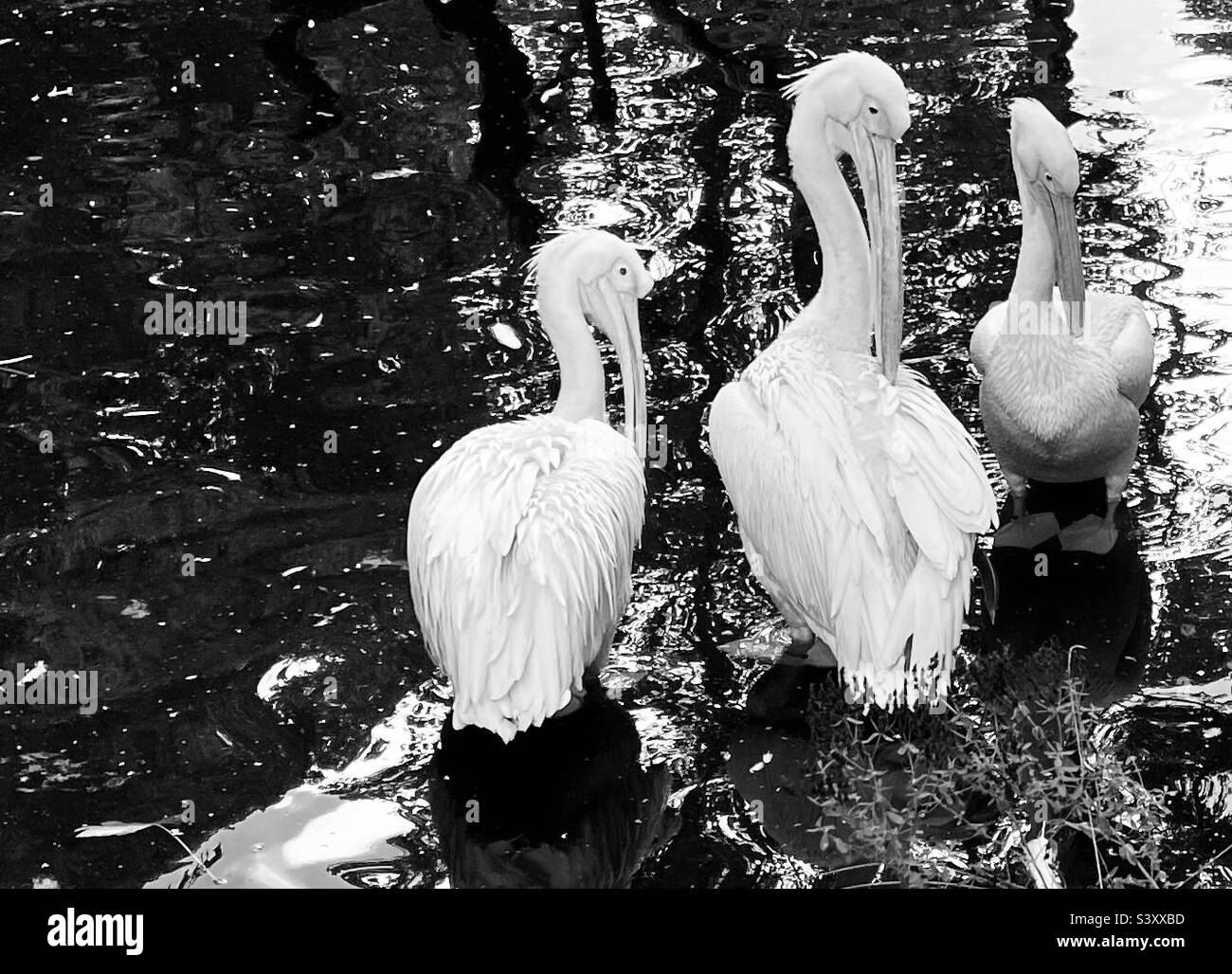 Pelikan hi-res stock photography and images - Alamy