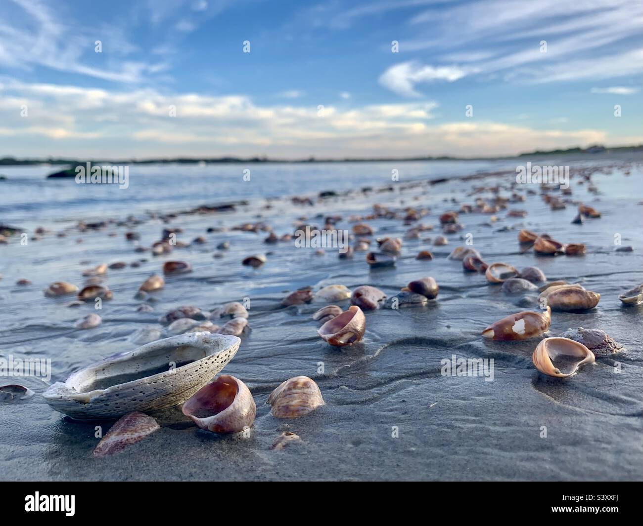 Shells on the beach Stock Photo - Alamy