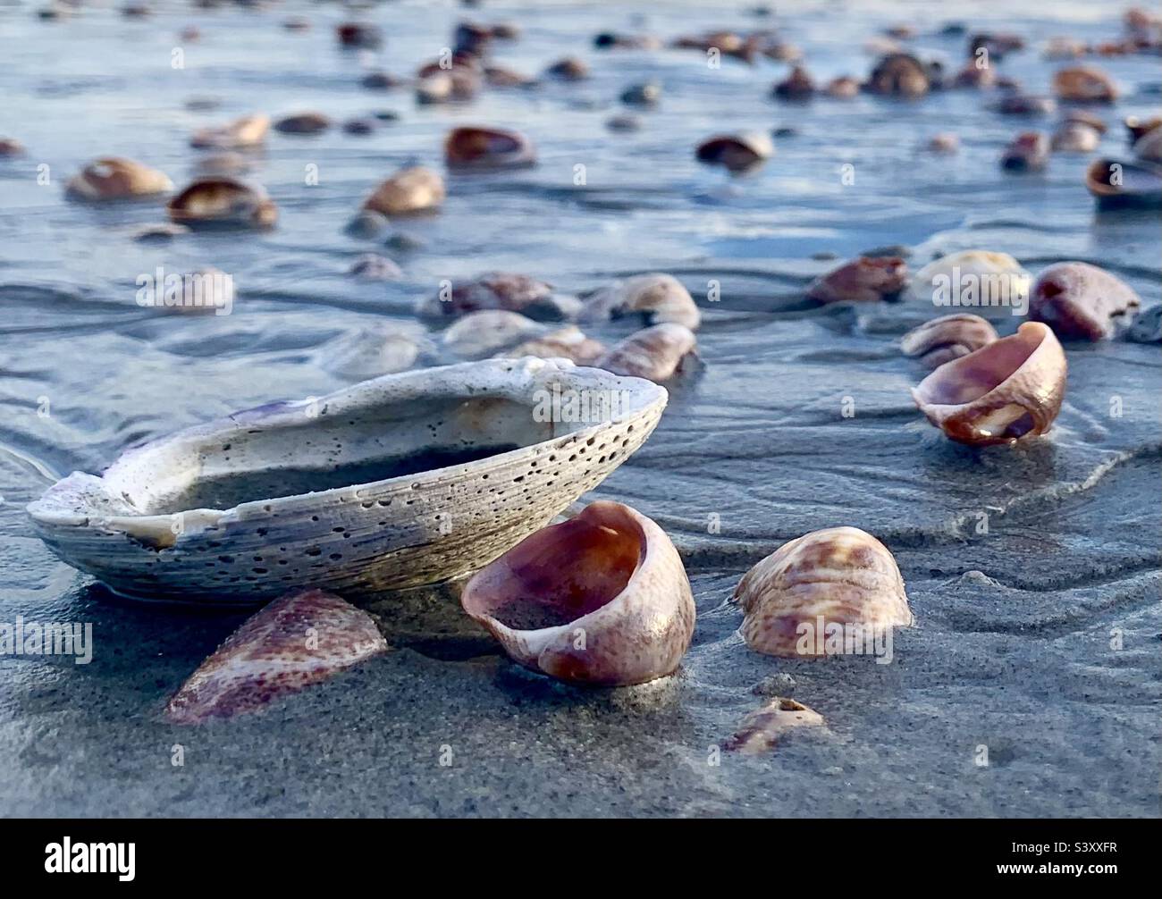 Wet seashells on the beach Stock Photo - Alamy