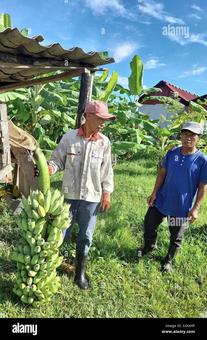 Harvest plantain hi-res stock photography and images - Alamy