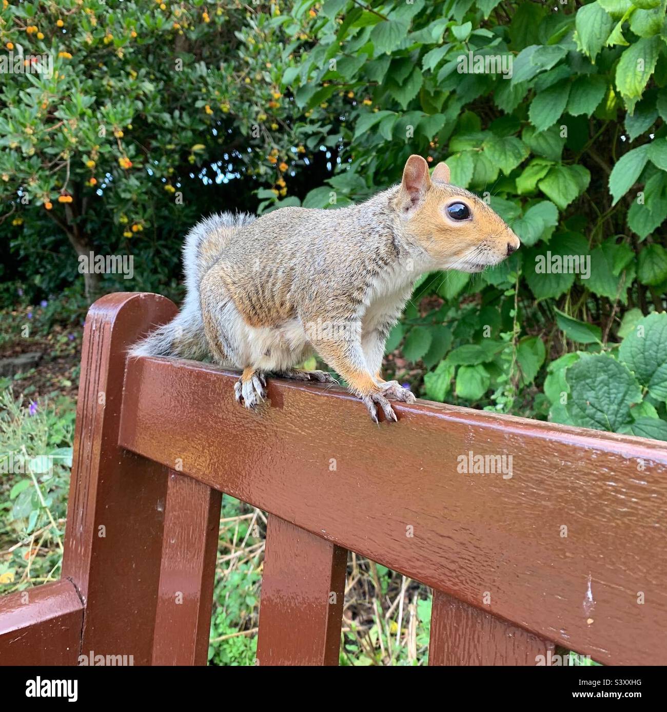 Squirrels claws hi-res stock photography and images - Alamy