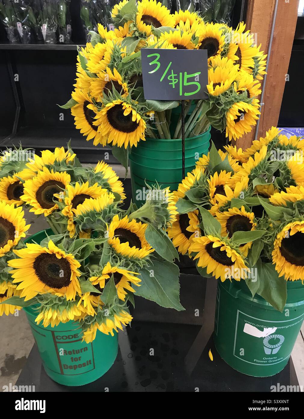 Sunflower market hi-res stock photography and images - Alamy