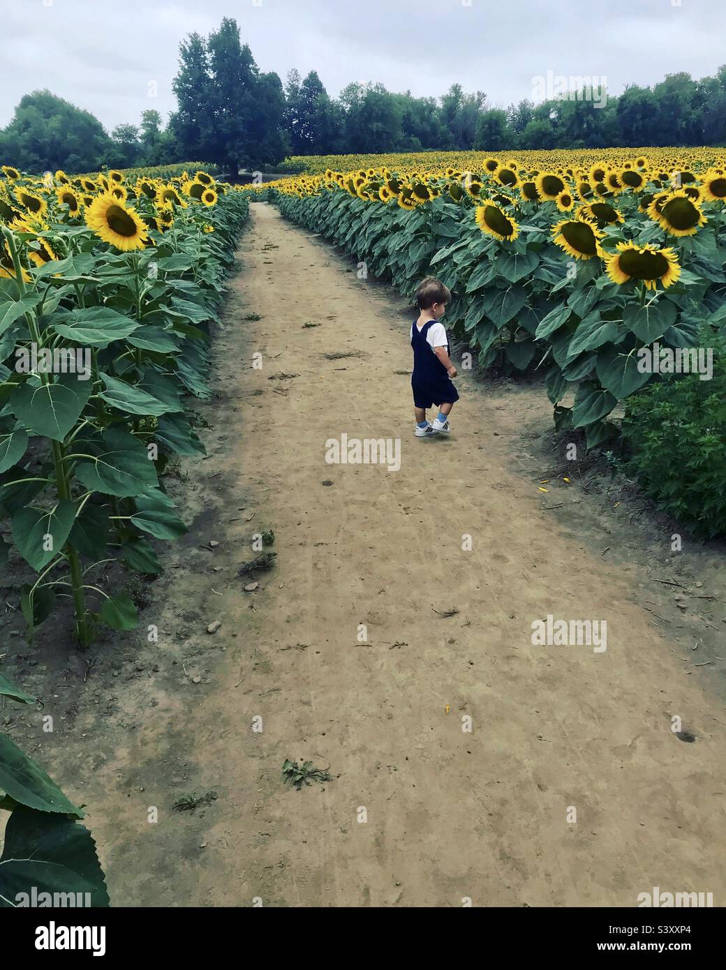 Walking through sunflowers hi-res stock photography and images - Alamy