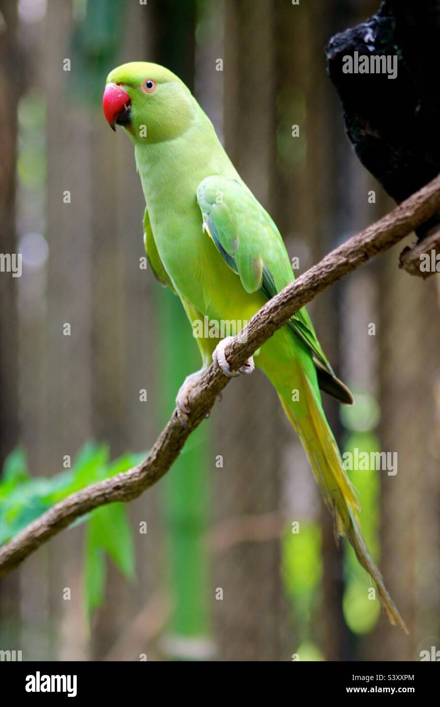 Bird in sanctuary hi-res stock photography and images - Alamy