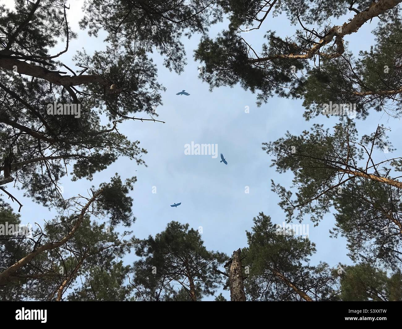 Birds flying over the forest Stock Photo - Alamy