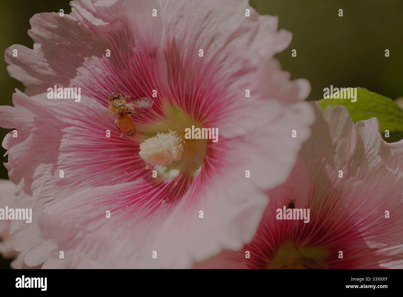 Bees life cycle hi-res stock photography and images - Alamy