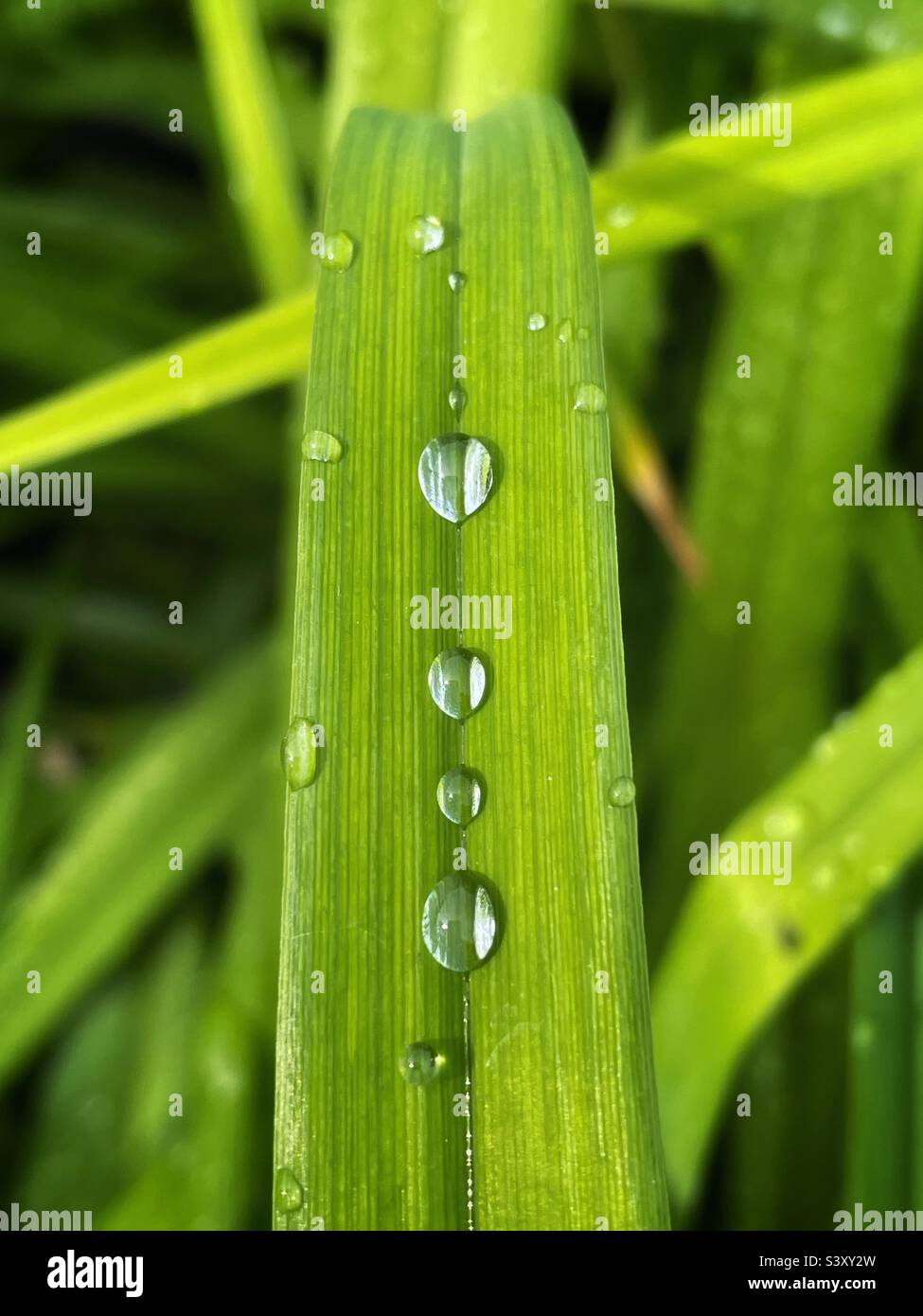 Natural geometry hi-res stock photography and images - Alamy