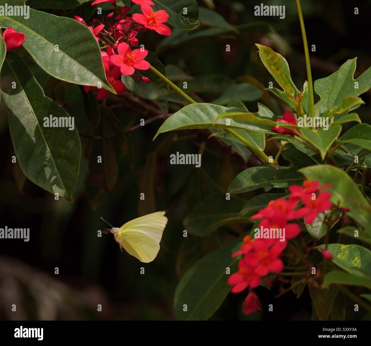 Butterfly flight hi-res stock photography and images - Alamy
