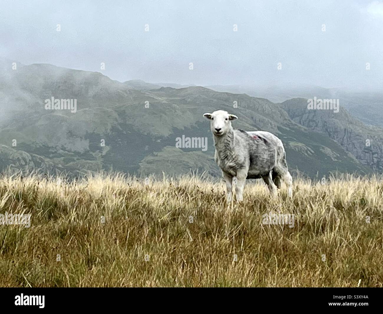 High peak sheep hi-res stock photography and images - Alamy