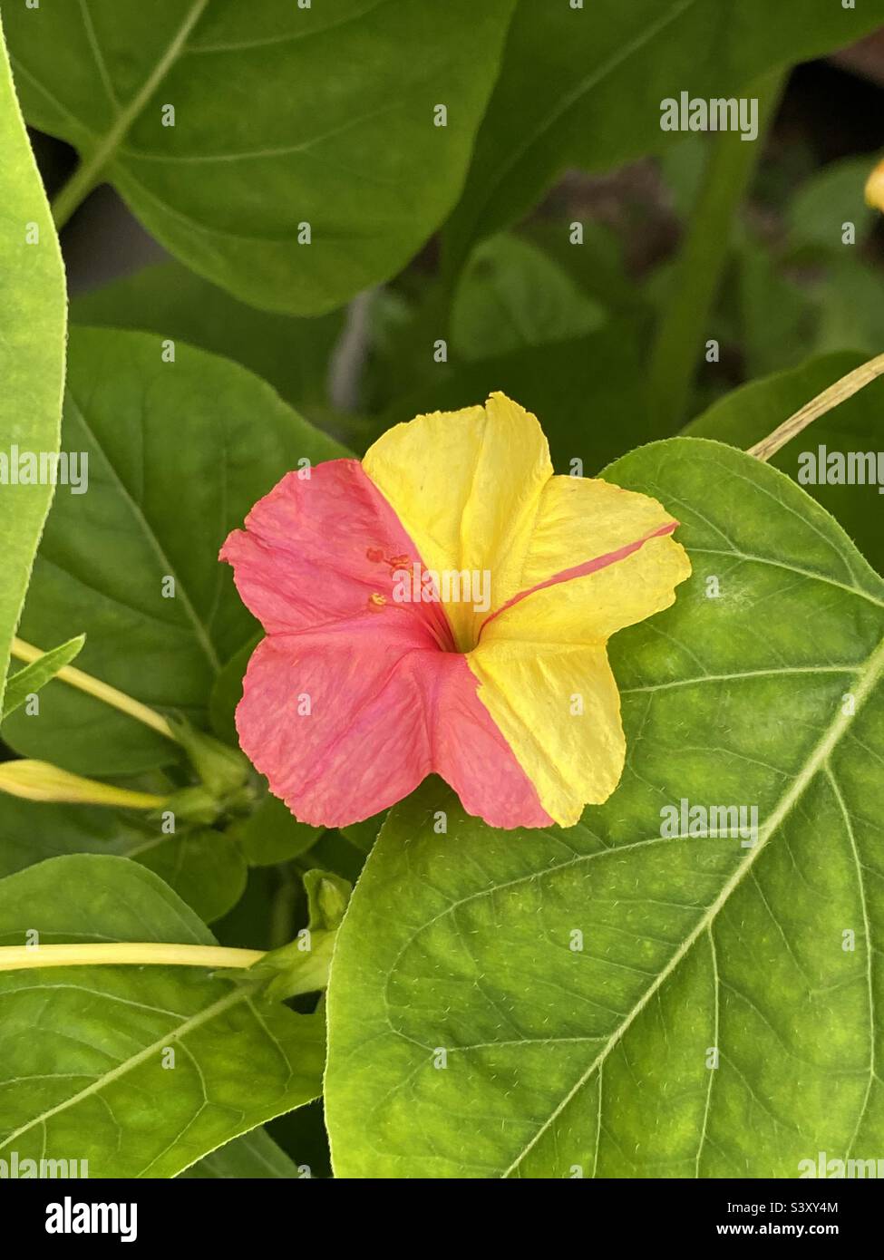 Moonflower hi-res stock photography and images - Alamy
