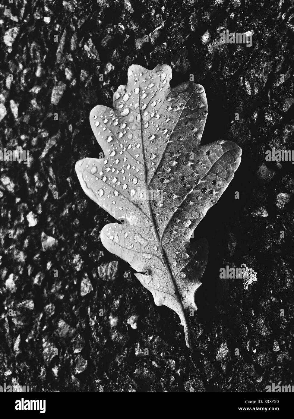 Black and white image of an Autumn leaf with raindrops on it against ...