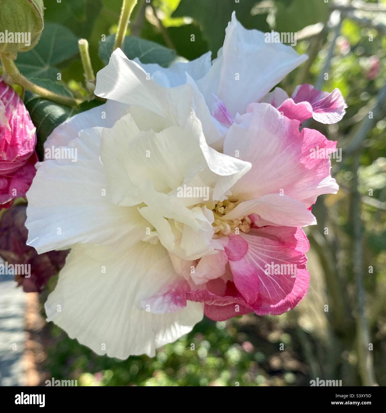 Double pink hibiscus hi-res stock photography and images - Alamy