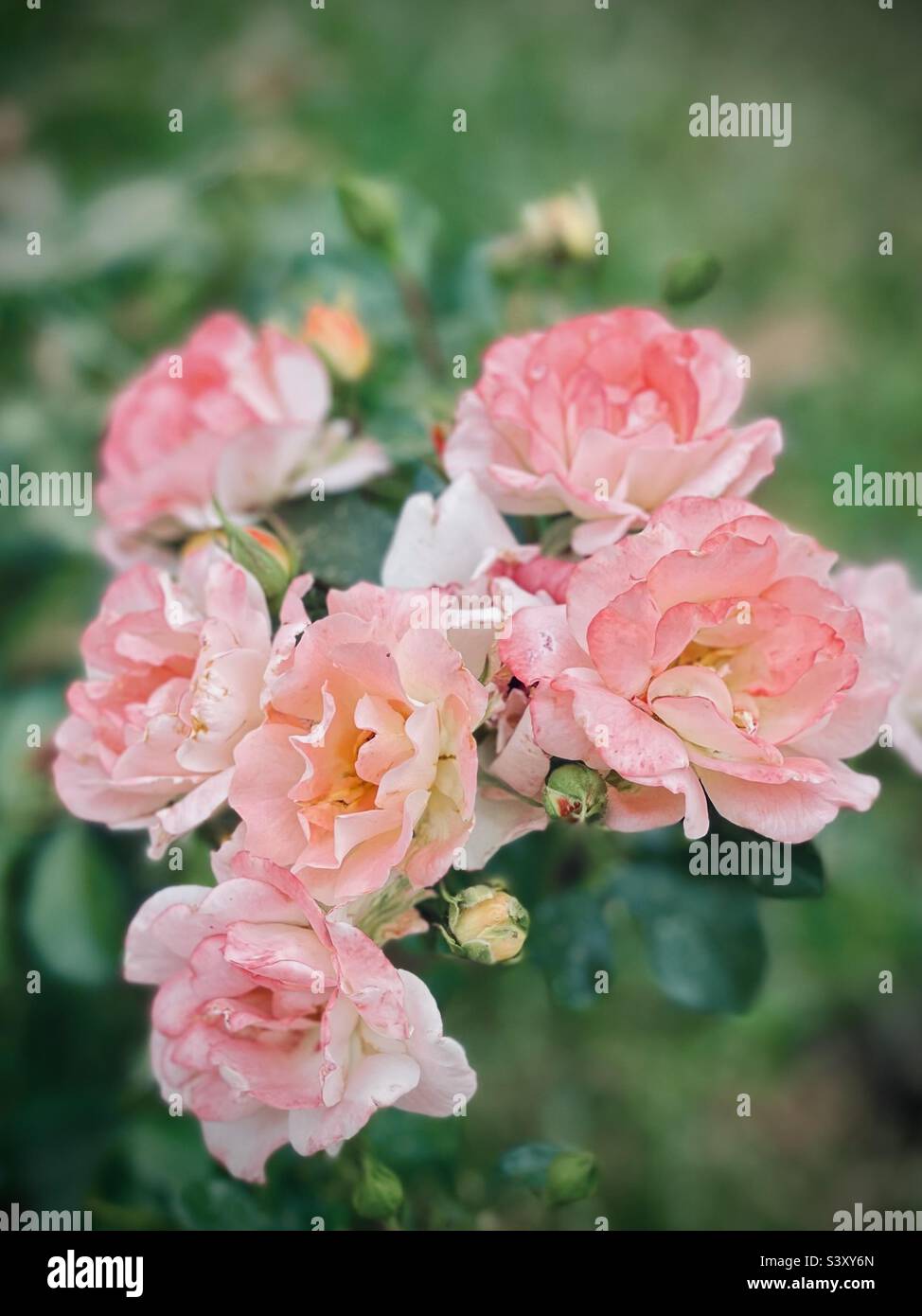 Dwarf rose hi-res stock photography and images - Alamy