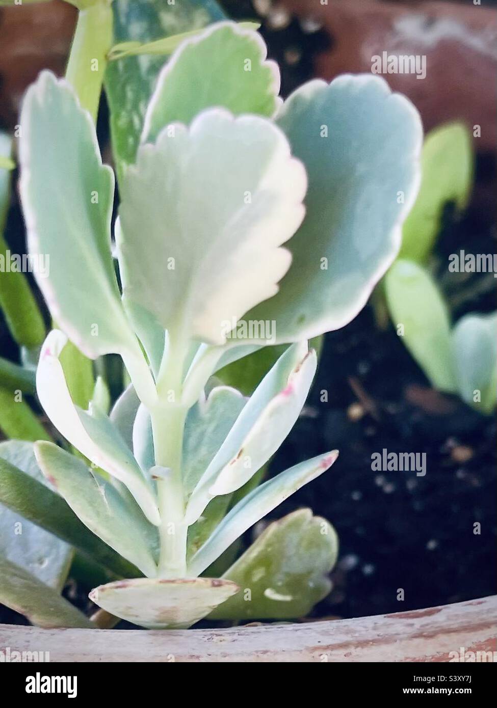 Kalanchoe fedtschenkoi - Lavender Scallops variegated succulent Stock ...