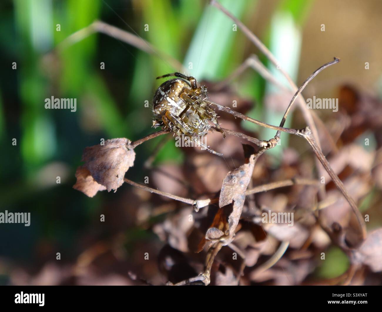 Araneus spider araneus diadematus on a leaf hi-res stock photography ...