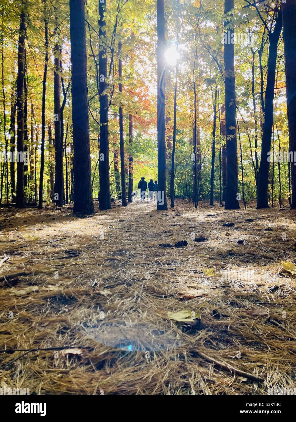 Family walk-in the woods Stock Photo - Alamy